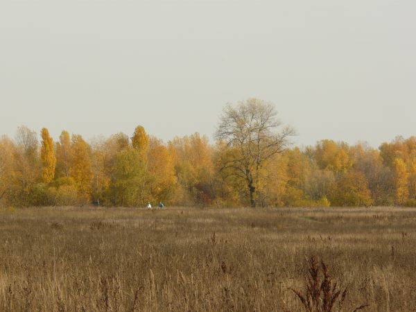 forest side view texture 0005 - Texturelib